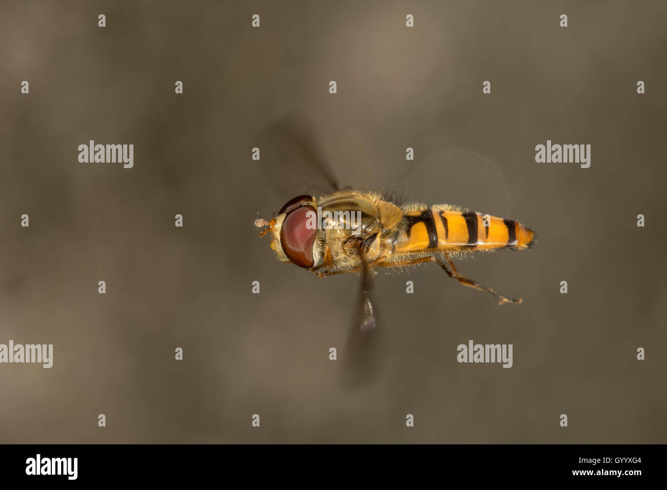 Episyrphus balteatus hi-res stock photography and images - Alamy