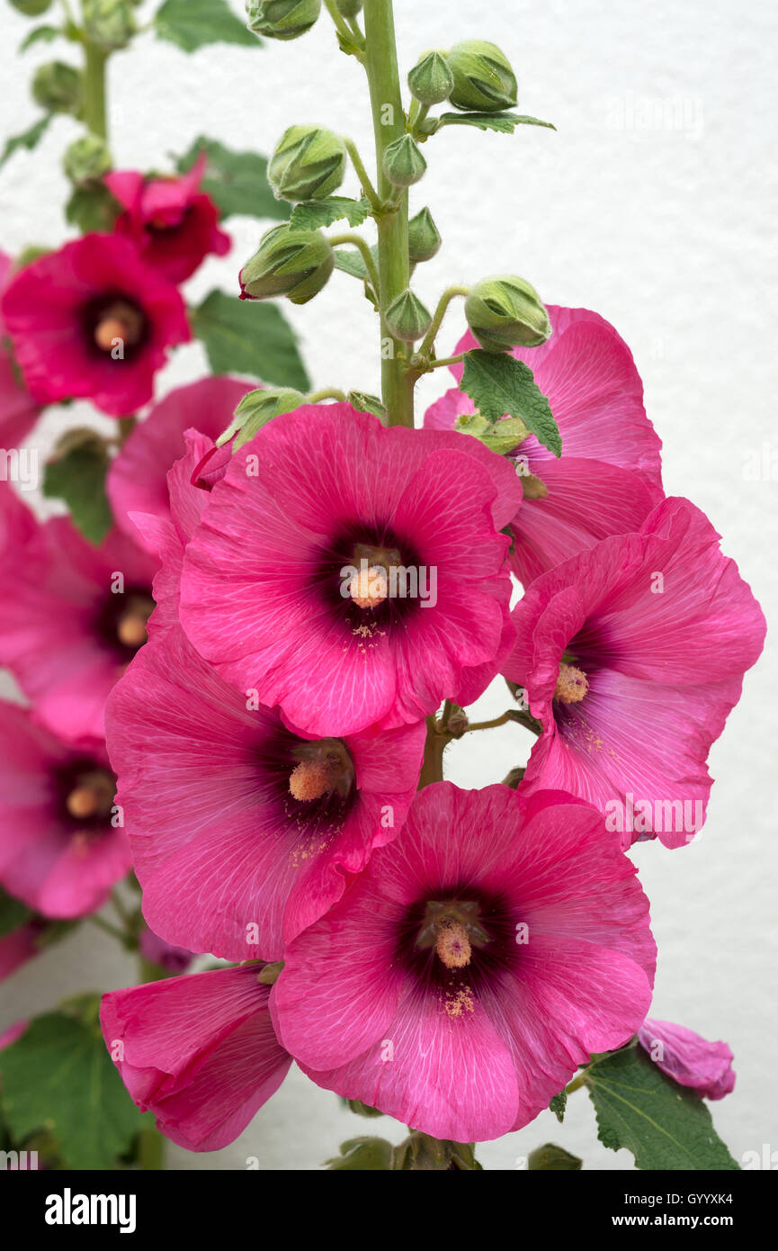 Common hollyhock (Alcea rosea), Vandee, France Stock Photo - Alamy