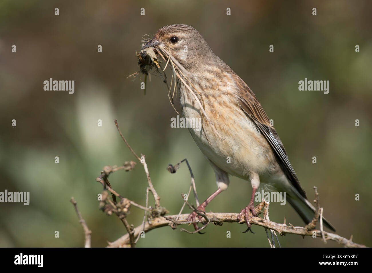 Female linnet bird hi-res stock photography and images - Alamy
