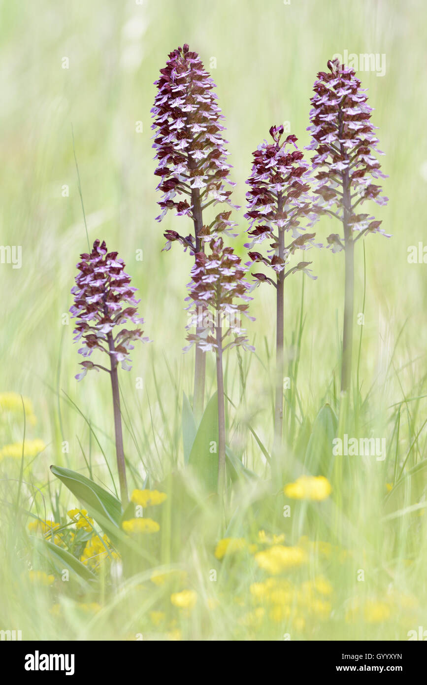 Lady Orchids (Orchis purpurea) in a meadow, Thuringia, Germany Stock ...
