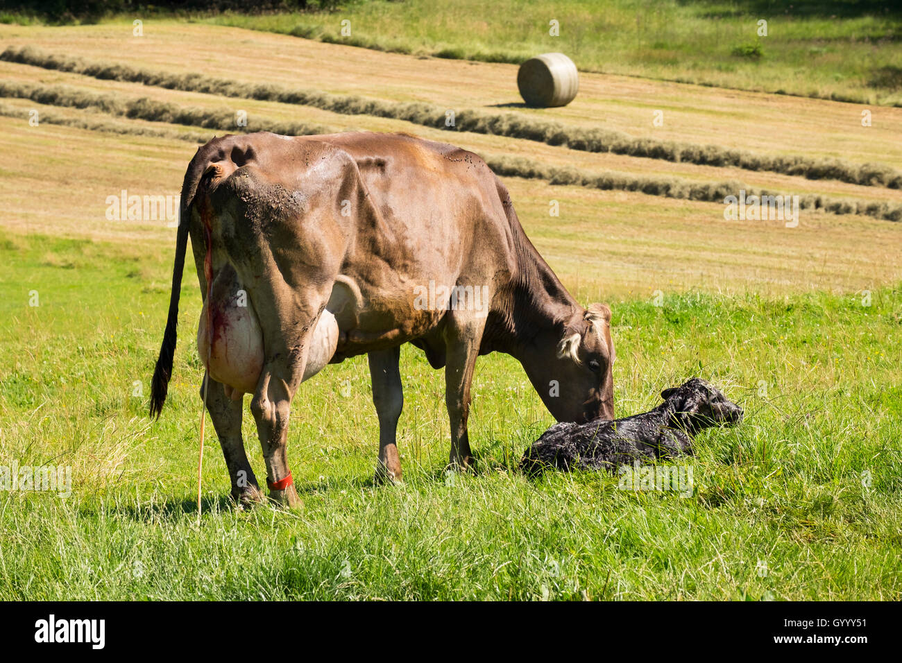Kuh-Mutter mit eben geborenem Kalb auf Weide, bei Nesselwang, Ostallgäu ...