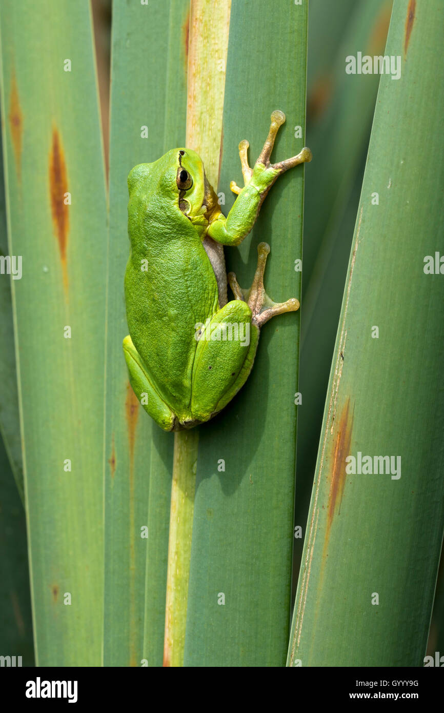 European tree frog hi-res stock photography and images - Alamy