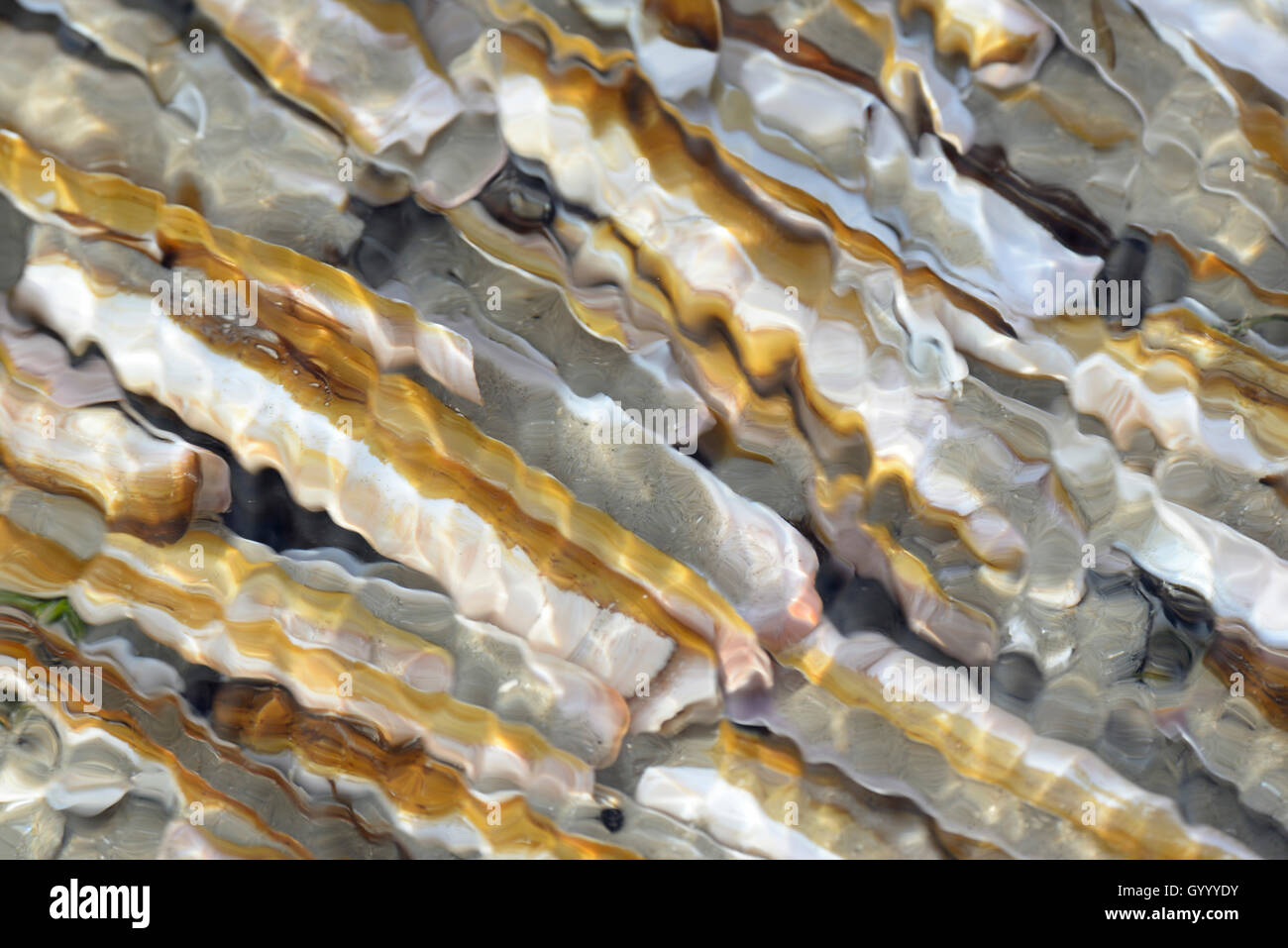 Atlantic jackknife clam (Ensis directus), empty shells in the water ...