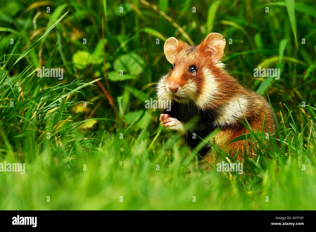 Young European hamster (Cricetus cricetus), sitting upright in a meadow ...
