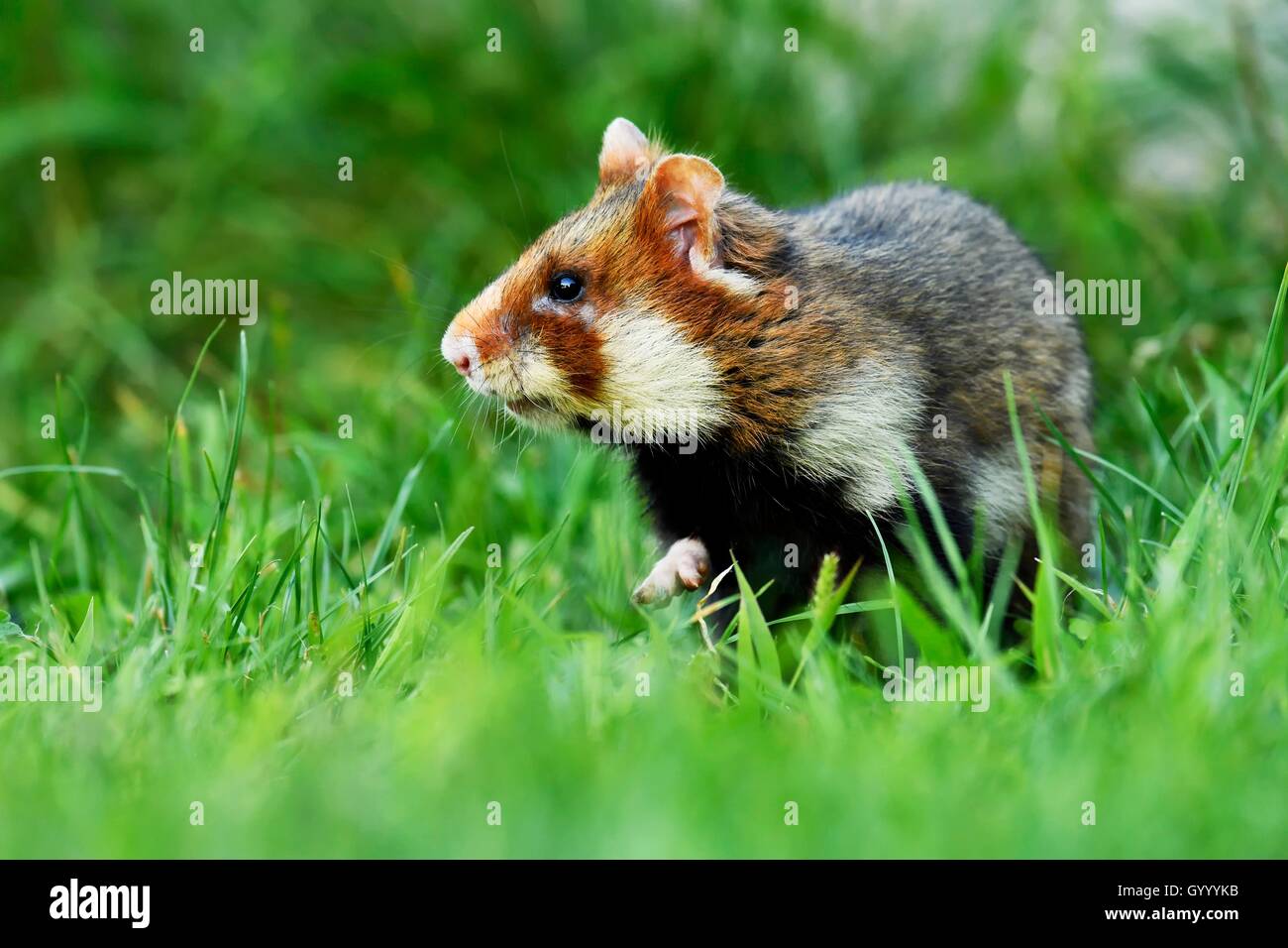 Young European hamster (Cricetus cricetus), sitting upright in a meadow ...