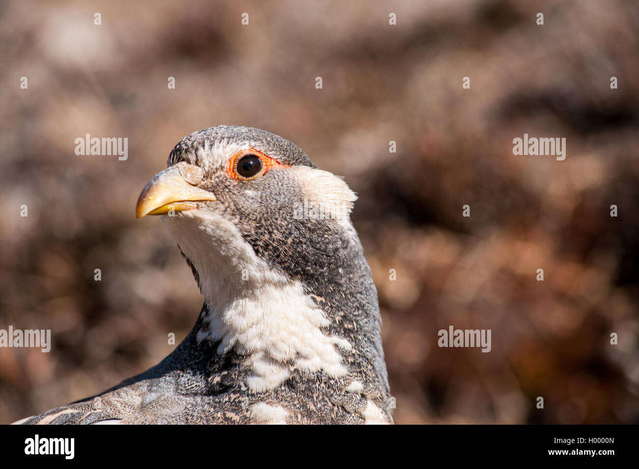 Curious looking partridge portrait close-up Stock Photo - Alamy