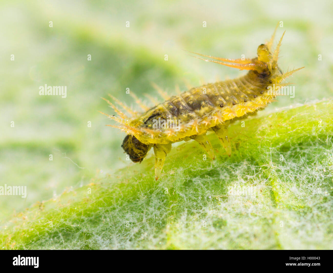 Larva of tortoise beetles hi-res stock photography and images - Alamy