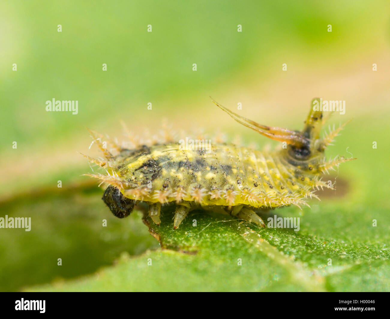 Thistle tortoise beetle (Cassida rubiginosa), Larva on Greater Burdock ...