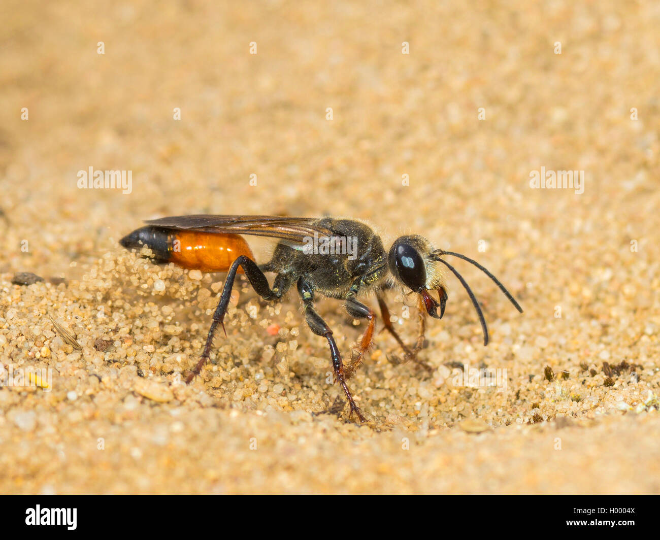 Golden Digger Wasp (Sphex funerarius, Sphex rufocinctus), female ...