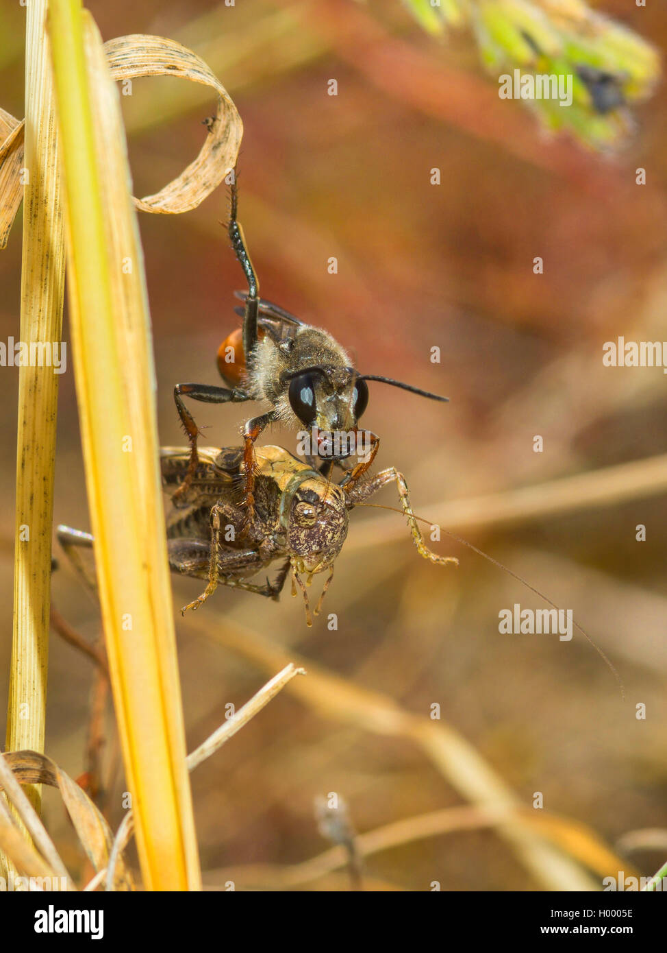 Golden Digger Wasp (Sphex funerarius, Sphex rufocinctus), Female with ...