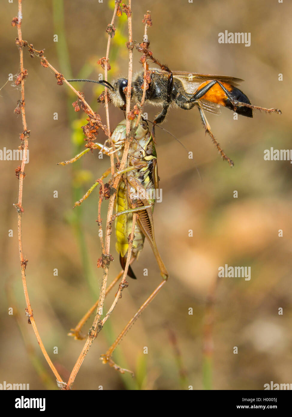 Captured long horned grasshopper hi-res stock photography and images ...