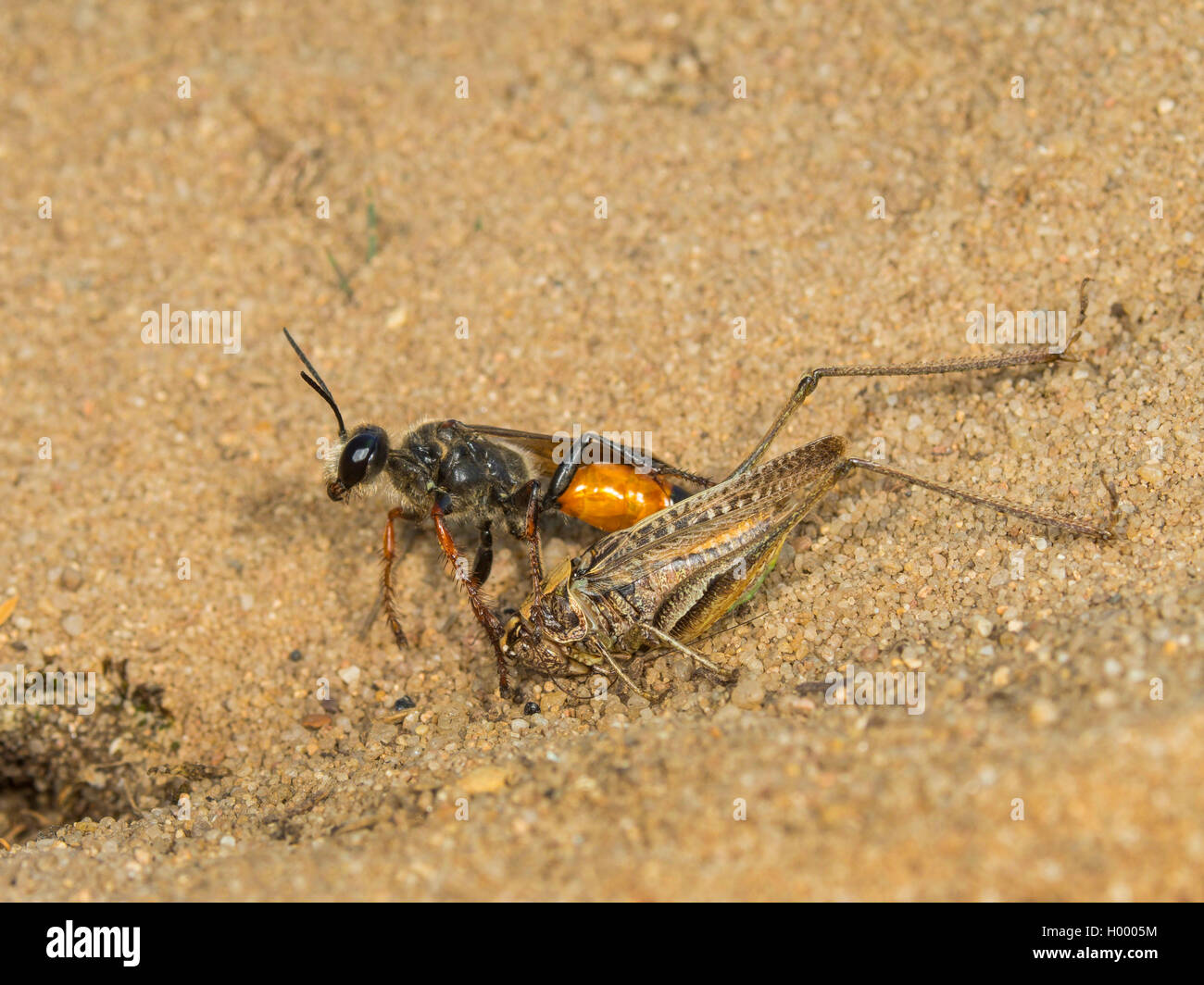 Golden male or female hi-res stock photography and images - Alamy