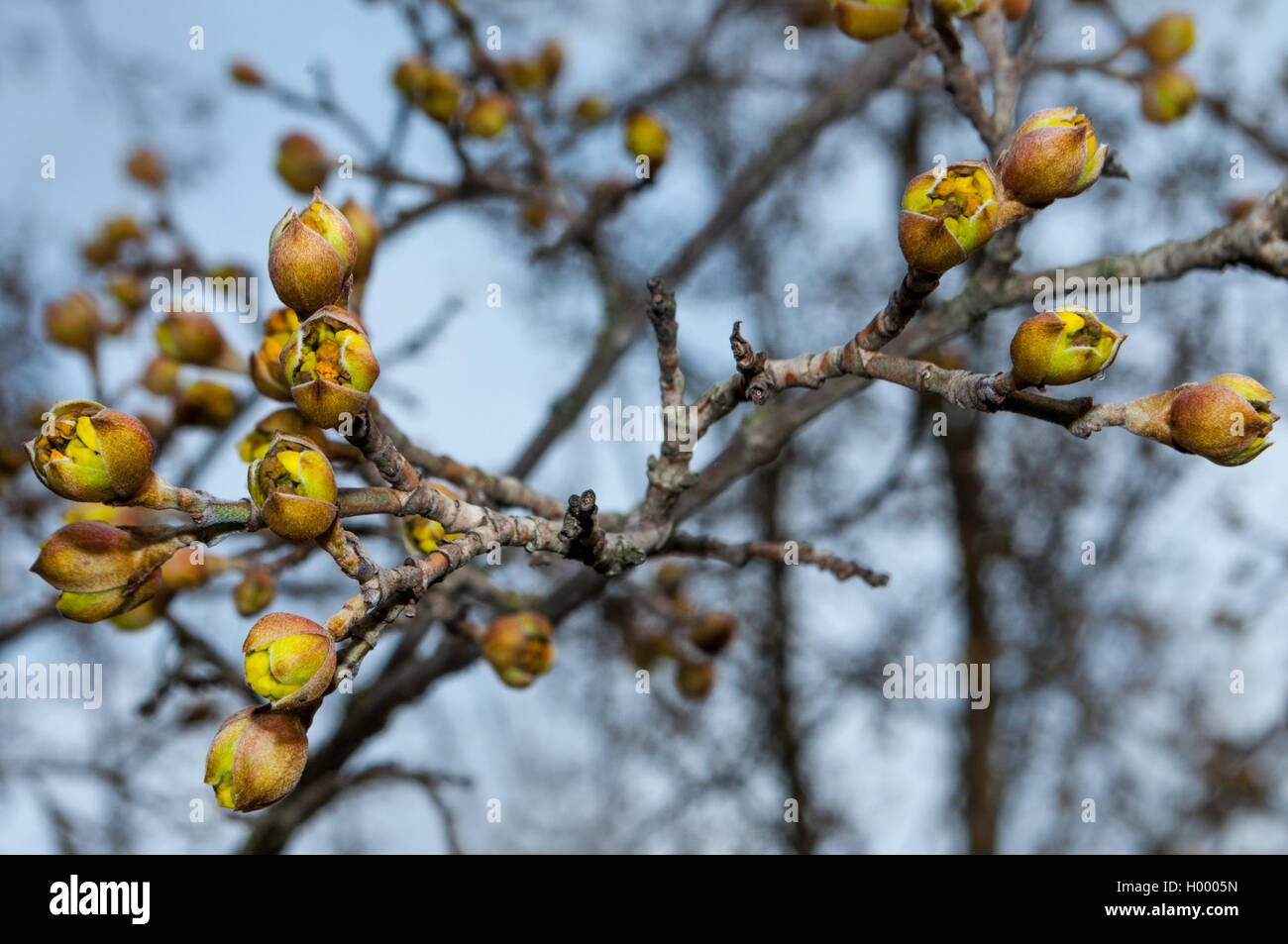 Cornel tree hi-res stock photography and images - Alamy
