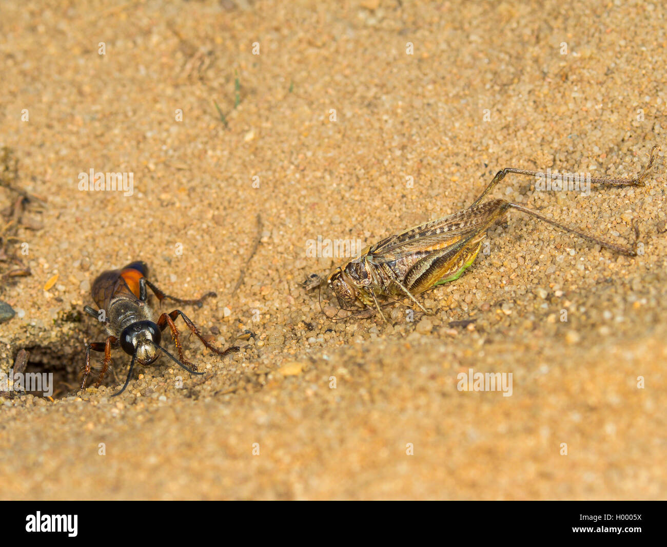 Golden Digger Wasp (Sphex funerarius, Sphex rufocinctus), Female with ...