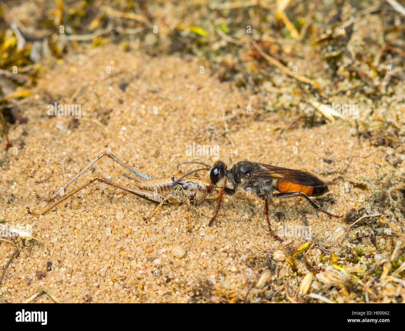 Single male female hi-res stock photography and images - Alamy