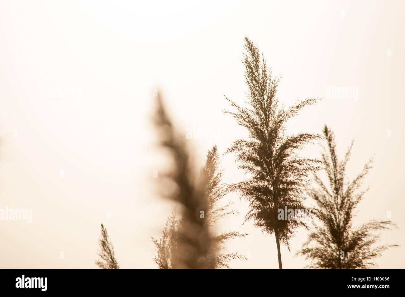 Dried bush grass panicles of reed, silhouette on white background Stock ...
