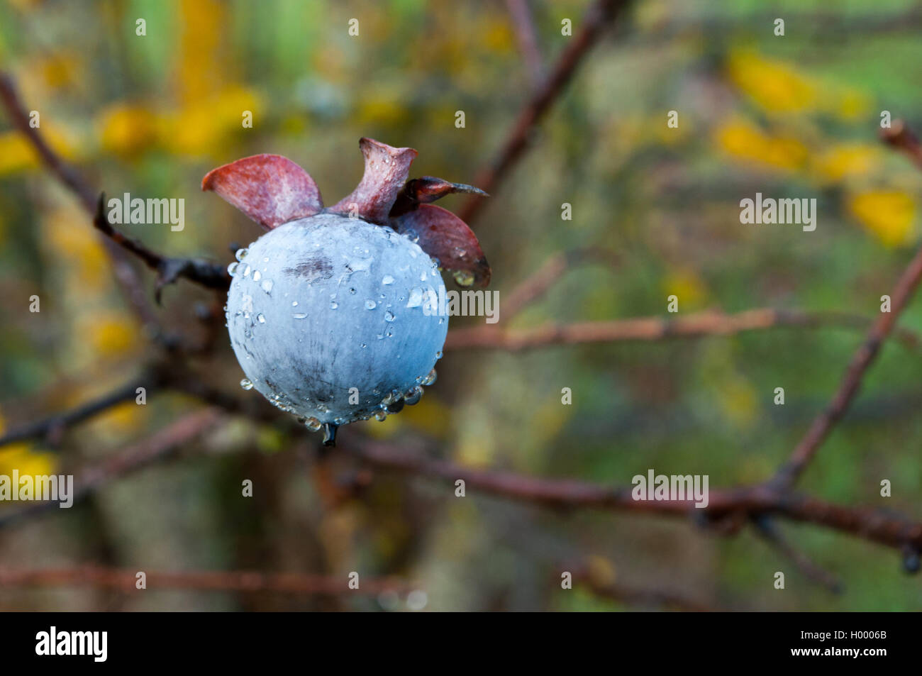 Diospyros lotus hi-res stock photography and images - Alamy