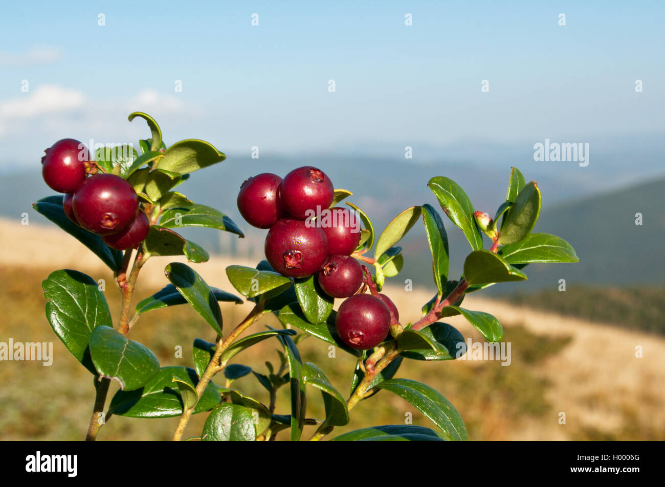 Wild ripe foxberries in ecologically clean environment of Carpathians ...
