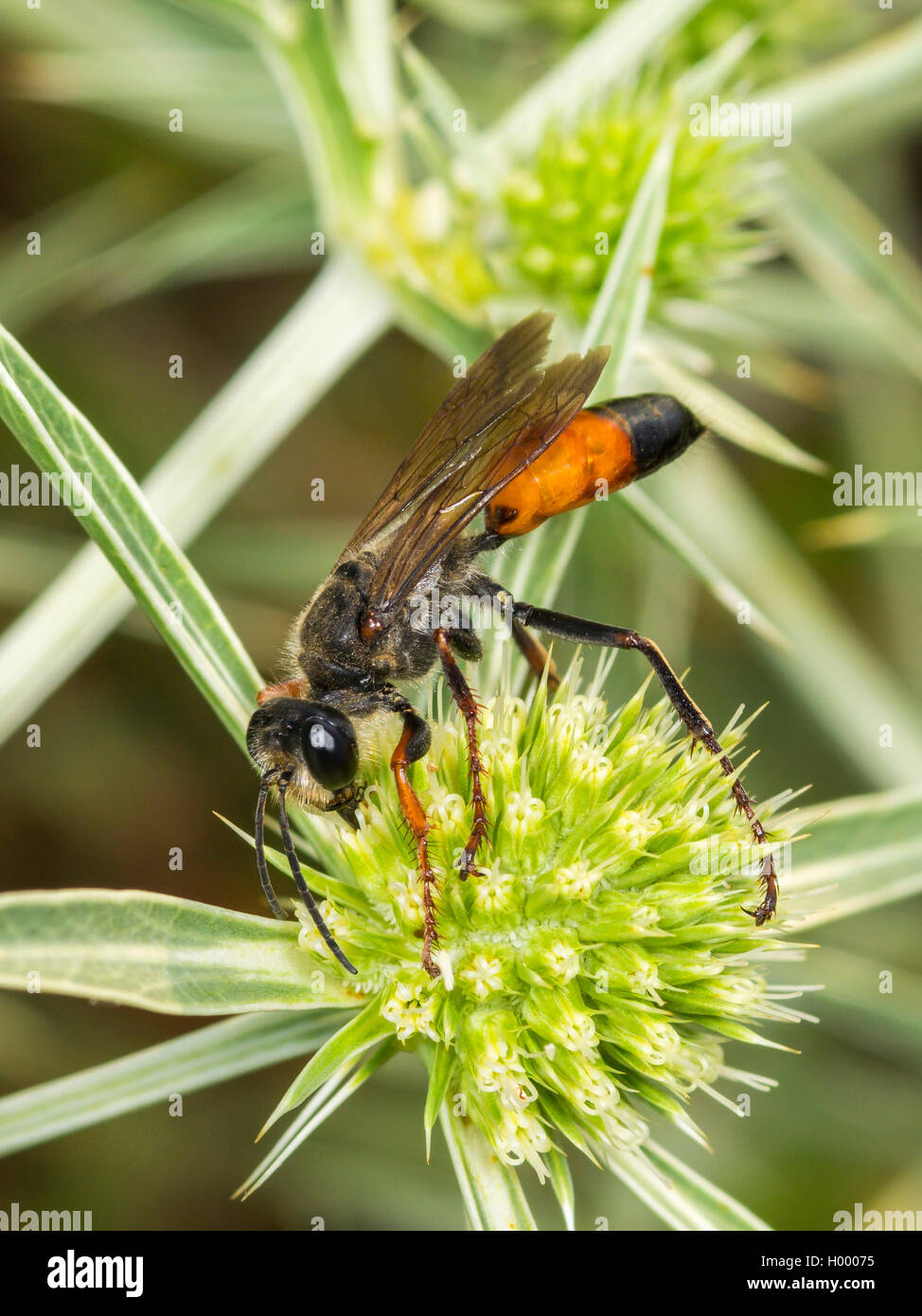 Two wasps on a plant hi-res stock photography and images - Alamy