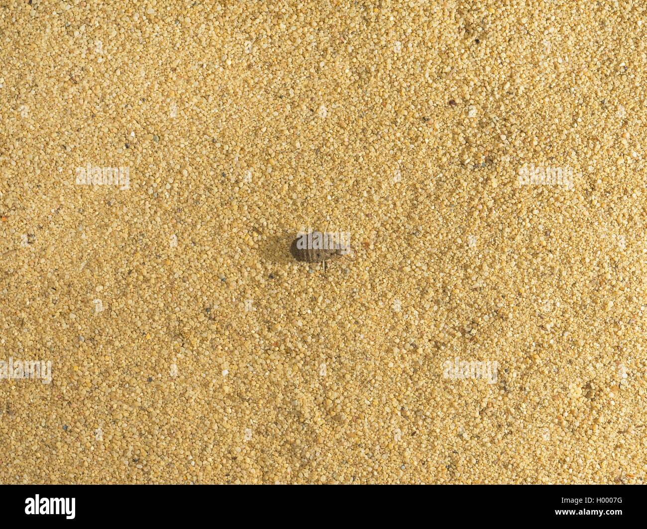 European antlion (Euroleon nostras), Mature larva sitting on sandy ...