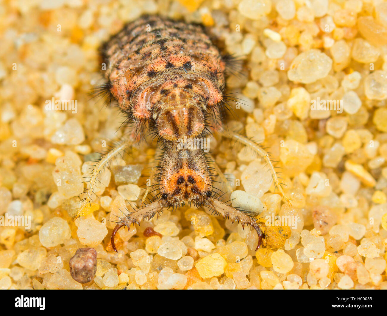 Antlion Larva High Resolution Stock Photography and Images - Alamy