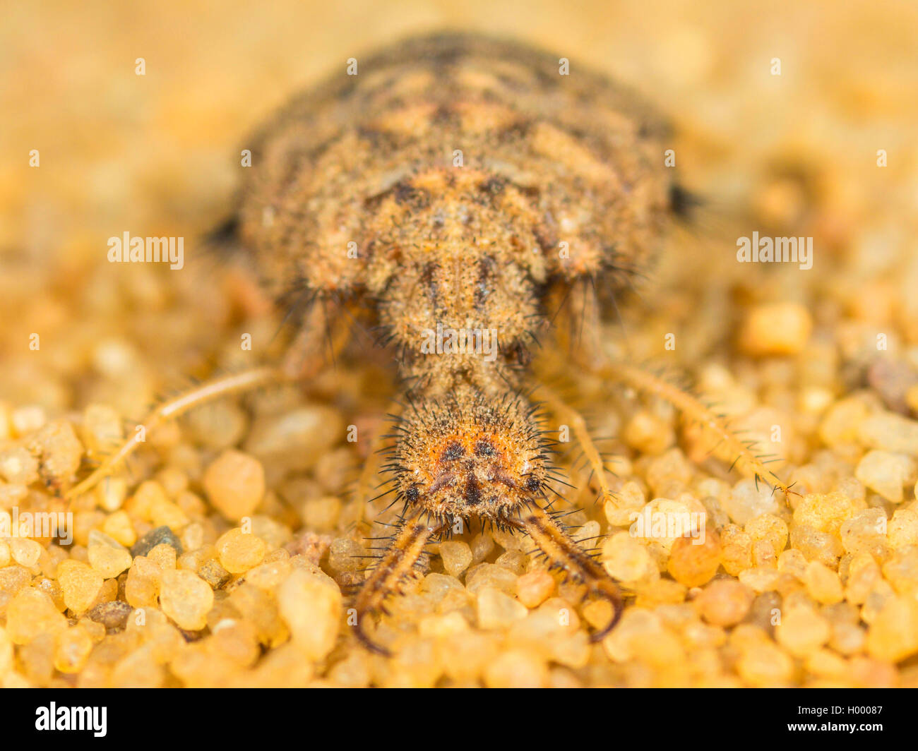 European antlion (Euroleon nostras), Mature larva sitting on sandy ...