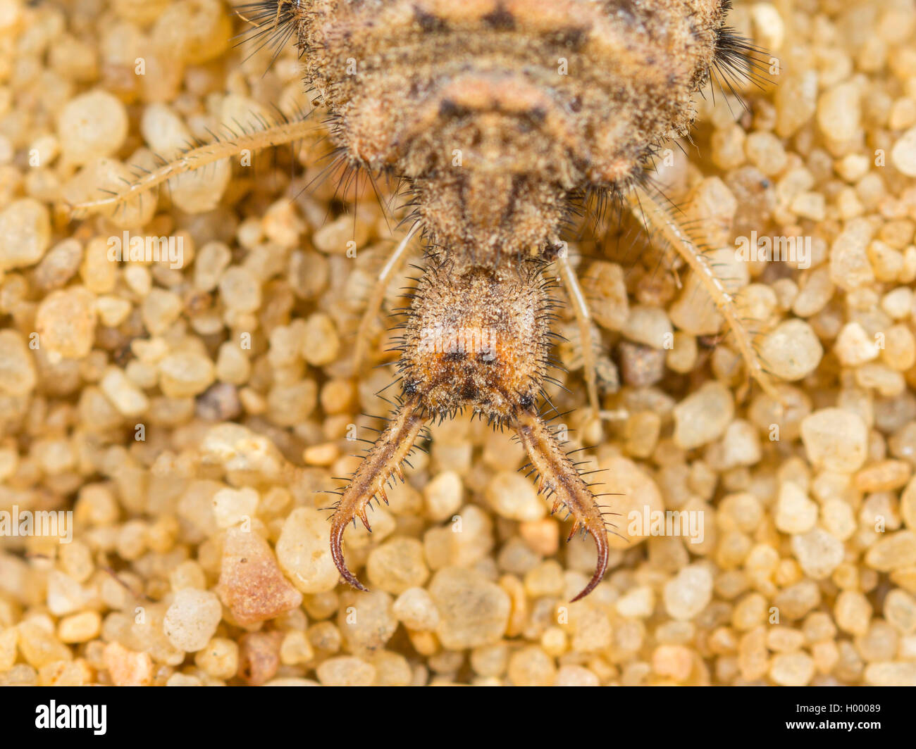 European antlion (Euroleon nostras), Mature larva sitting on sandy ...