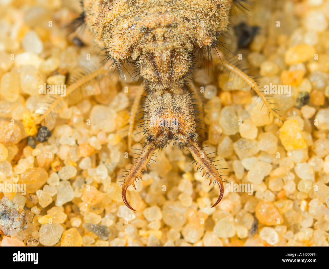 Mature antlion hi-res stock photography and images - Alamy
