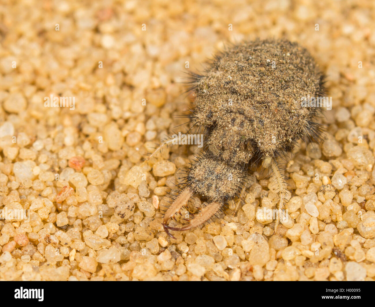 European antlion (Euroleon nostras), Middle old larva sitting on sandy ...