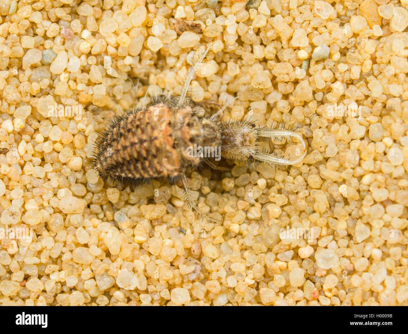 European antlion (Euroleon nostras), young larva sitting on sandy ...