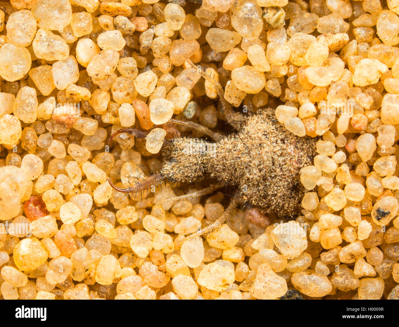 European antlions hi-res stock photography and images - Alamy