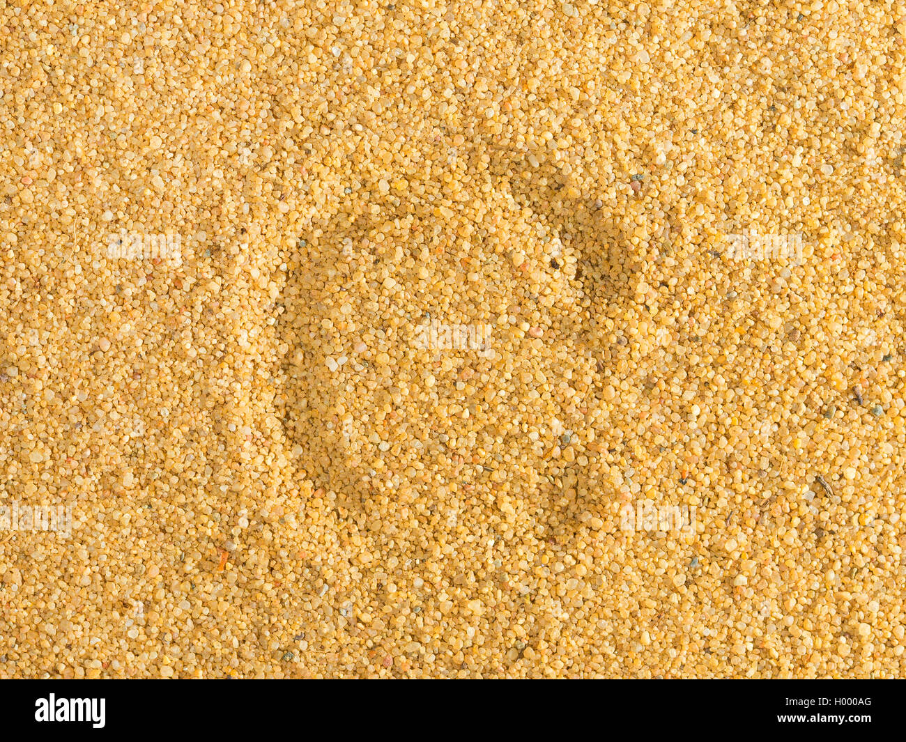 European antlion (Euroleon nostras), The Antlion (mature larva ...