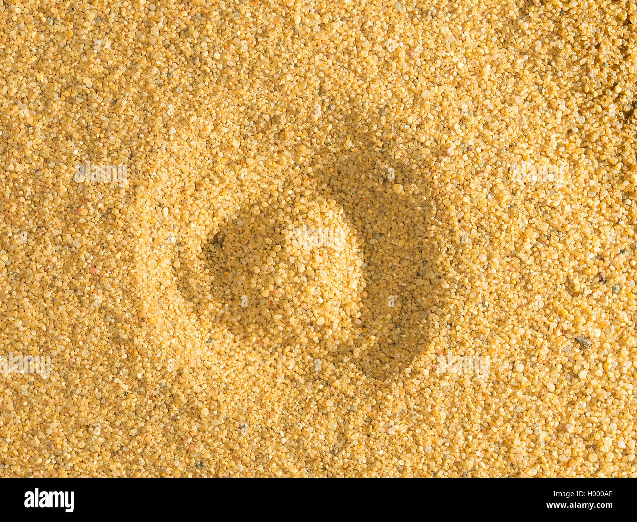 European antlion (Euroleon nostras), The Antlion (mature larva ...