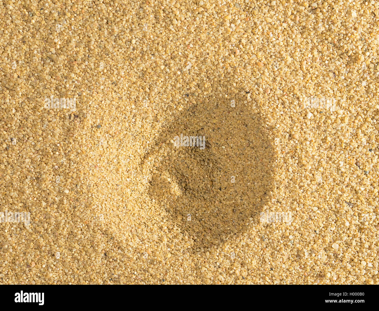 European antlion (Euroleon nostras), The Antlion (mature larva ...