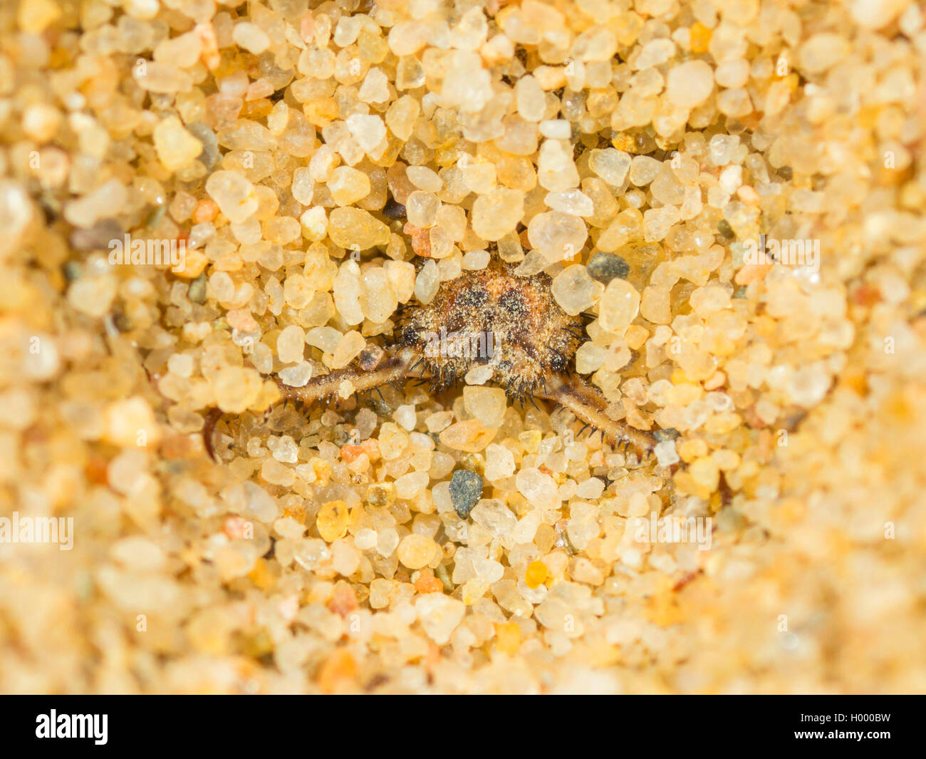 European antlion (Euroleon nostras), Mature Antlion in catching ...