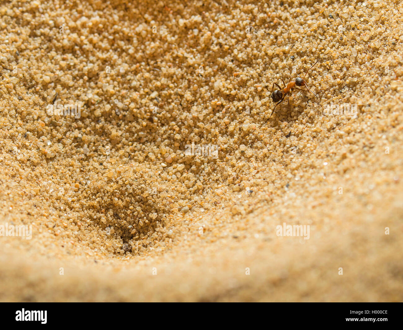 Formica Rufibarbis High Resolution Stock Photography and Images - Alamy
