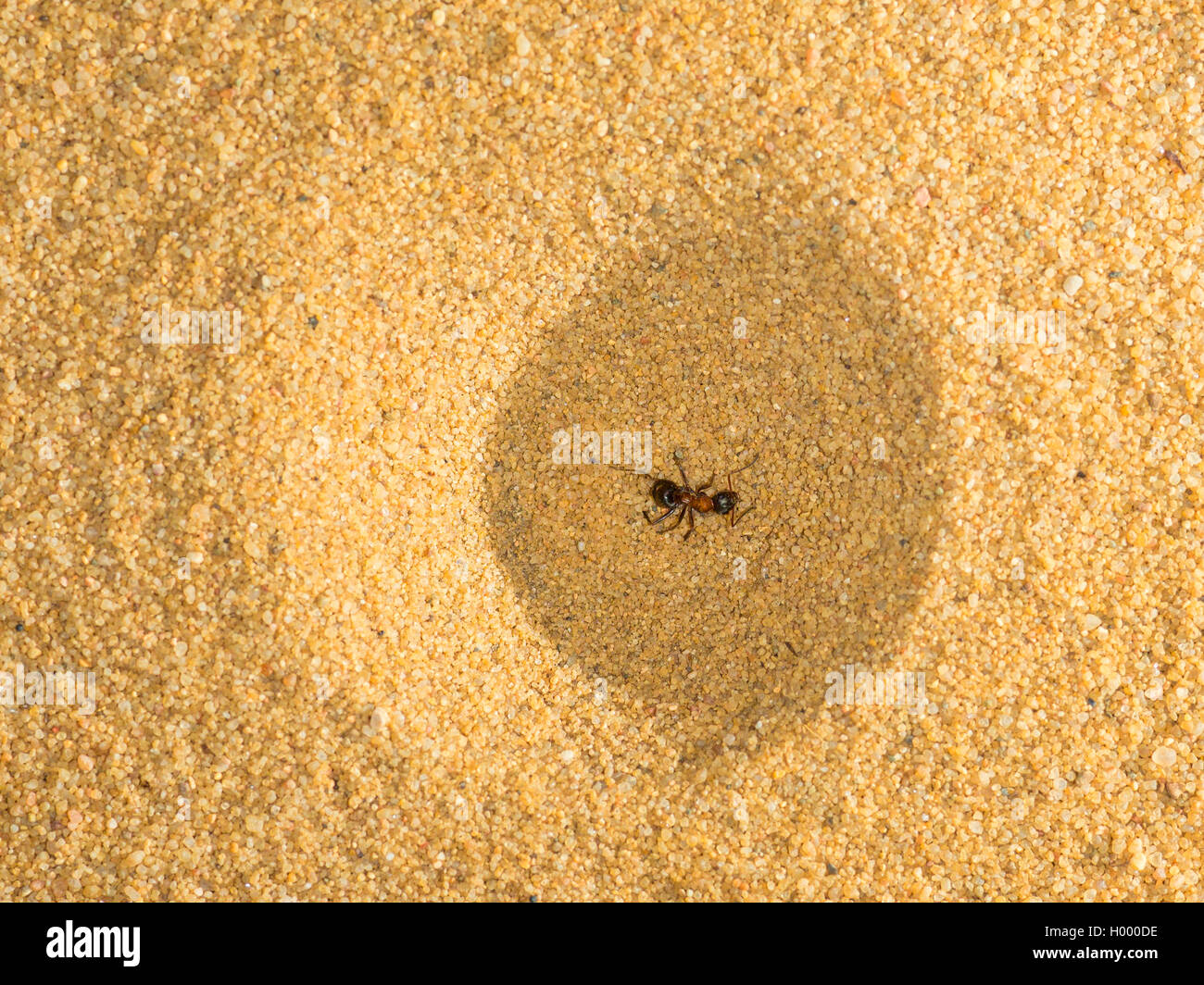 European antlion (Euroleon nostras), Mature Antlion and captured ant ...