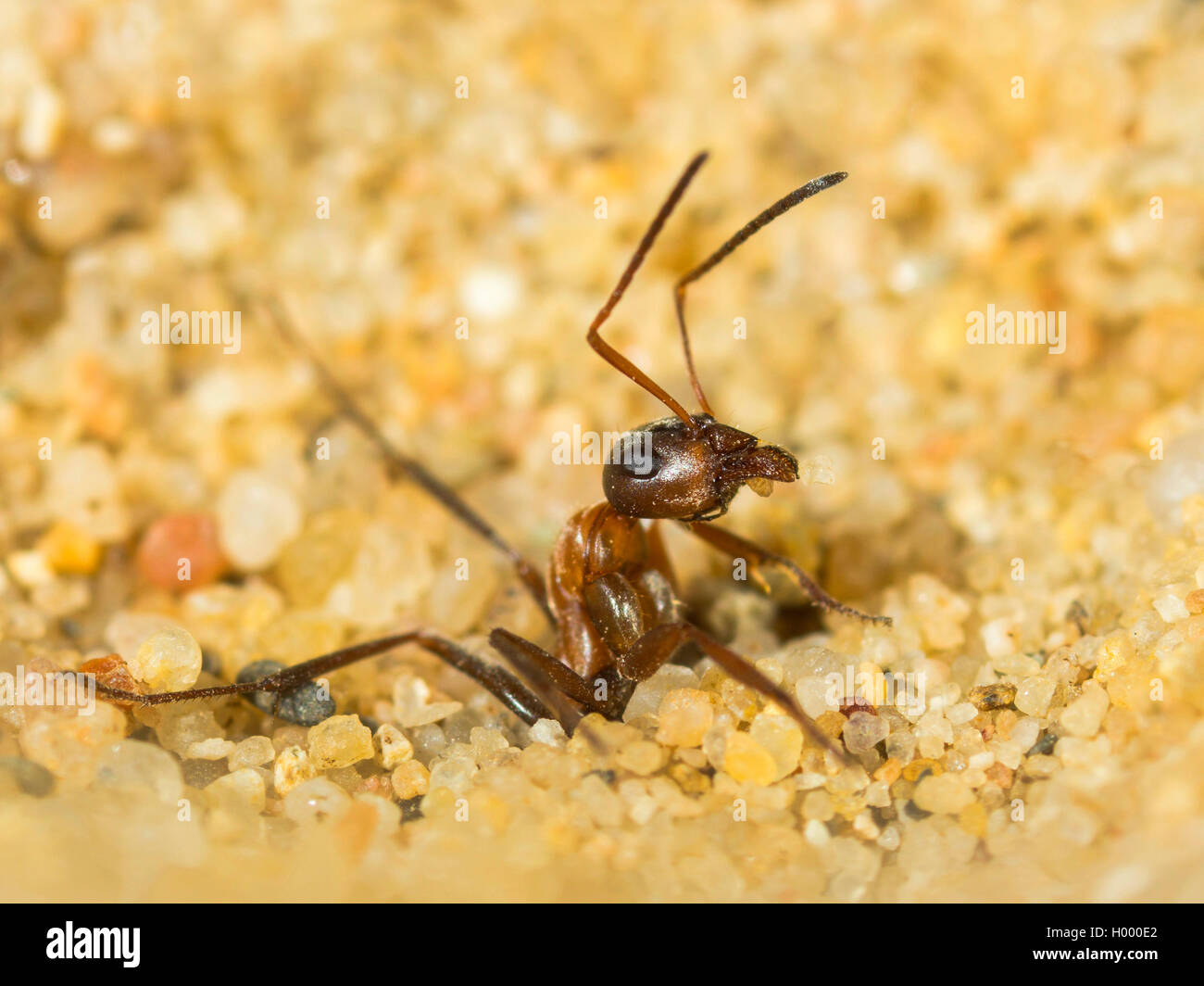 European antlion (Euroleon nostras), Mature Antlion and captured ant ...