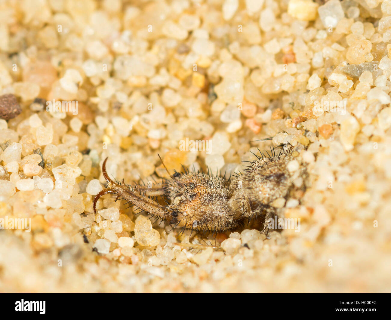 Antlion head hi-res stock photography and images - Alamy