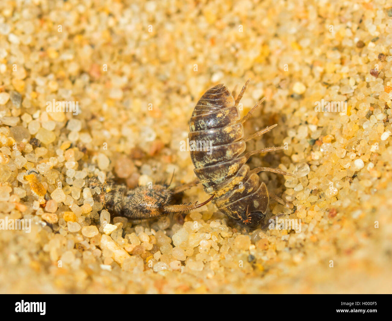 European antlion (Euroleon nostras), Mature Antlion and captured ...