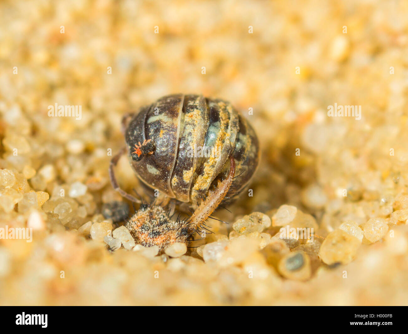 European antlion (Euroleon nostras), Mature Antlion and captured ...
