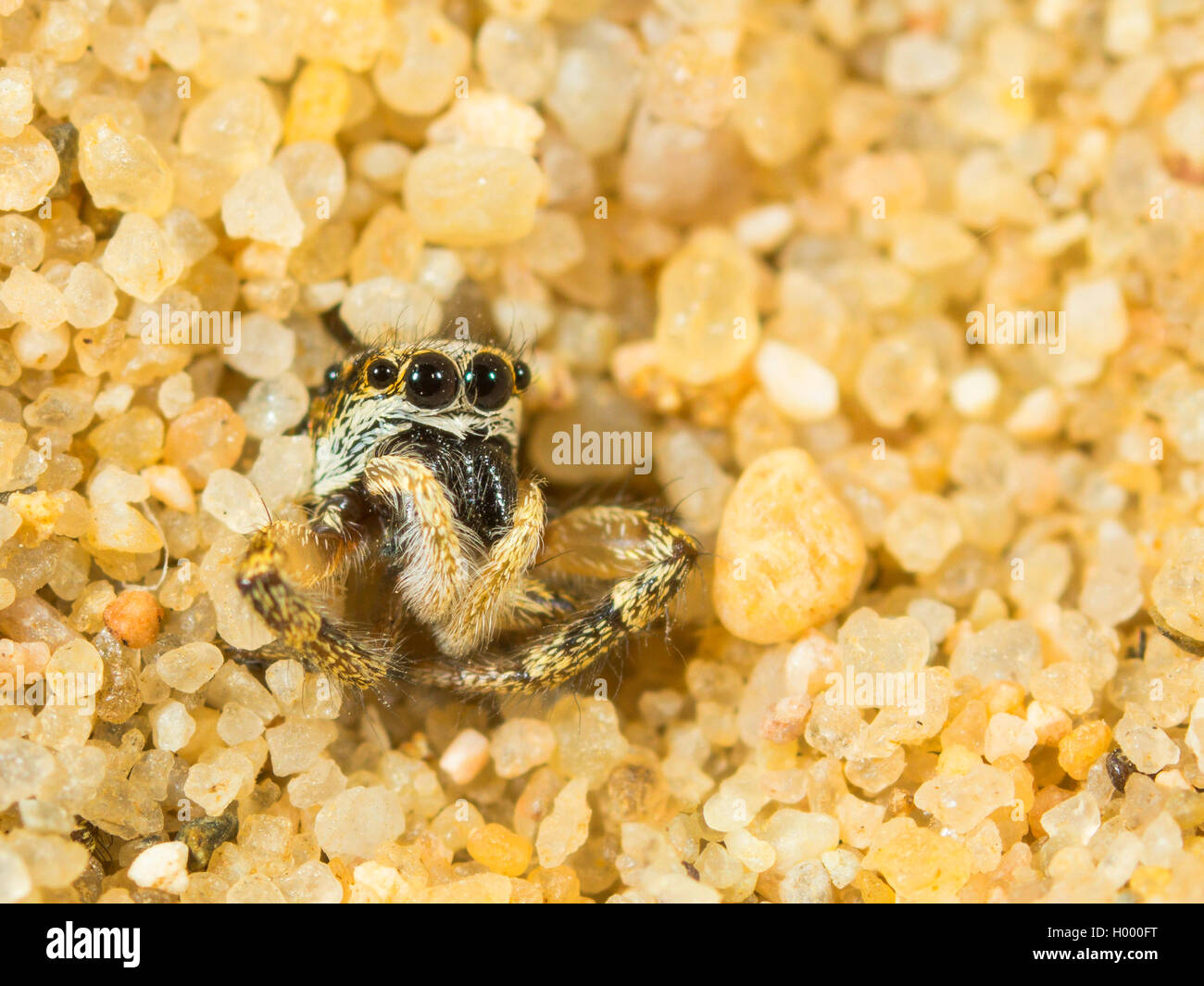 European antlion (Euroleon nostras), Mature Antlion and captured Zebra ...
