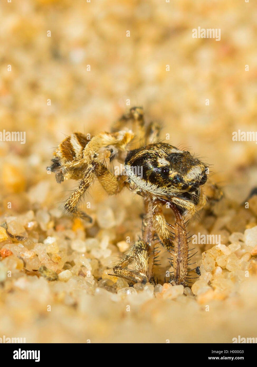 European antlion (Euroleon nostras), Mature Antlion sucking a captured ...