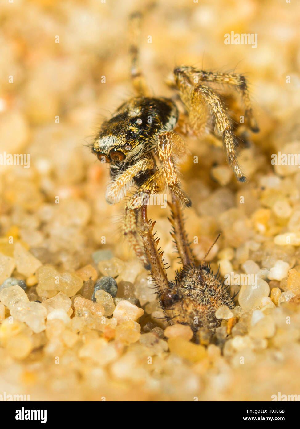 European antlion (Euroleon nostras), Mature Antlion sucking a captured ...