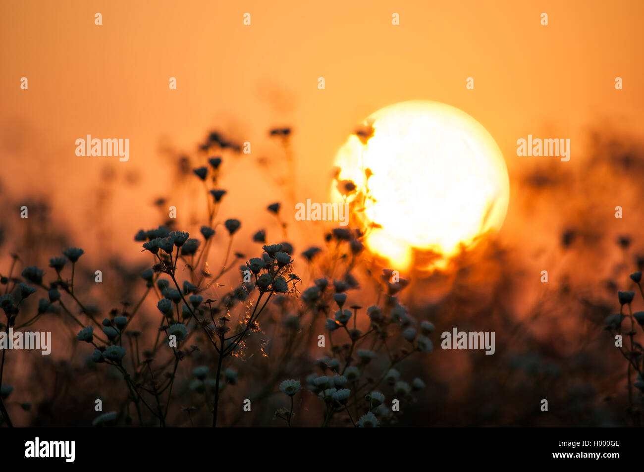 Hot summer morning hi-res stock photography and images - Alamy