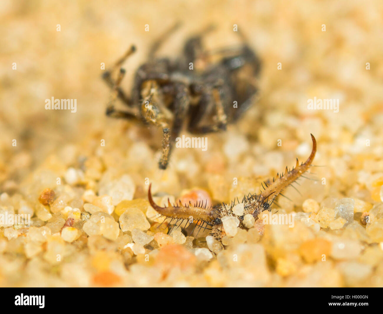 European antlion (Euroleon nostras), Mature Antlion sucking a captured ...