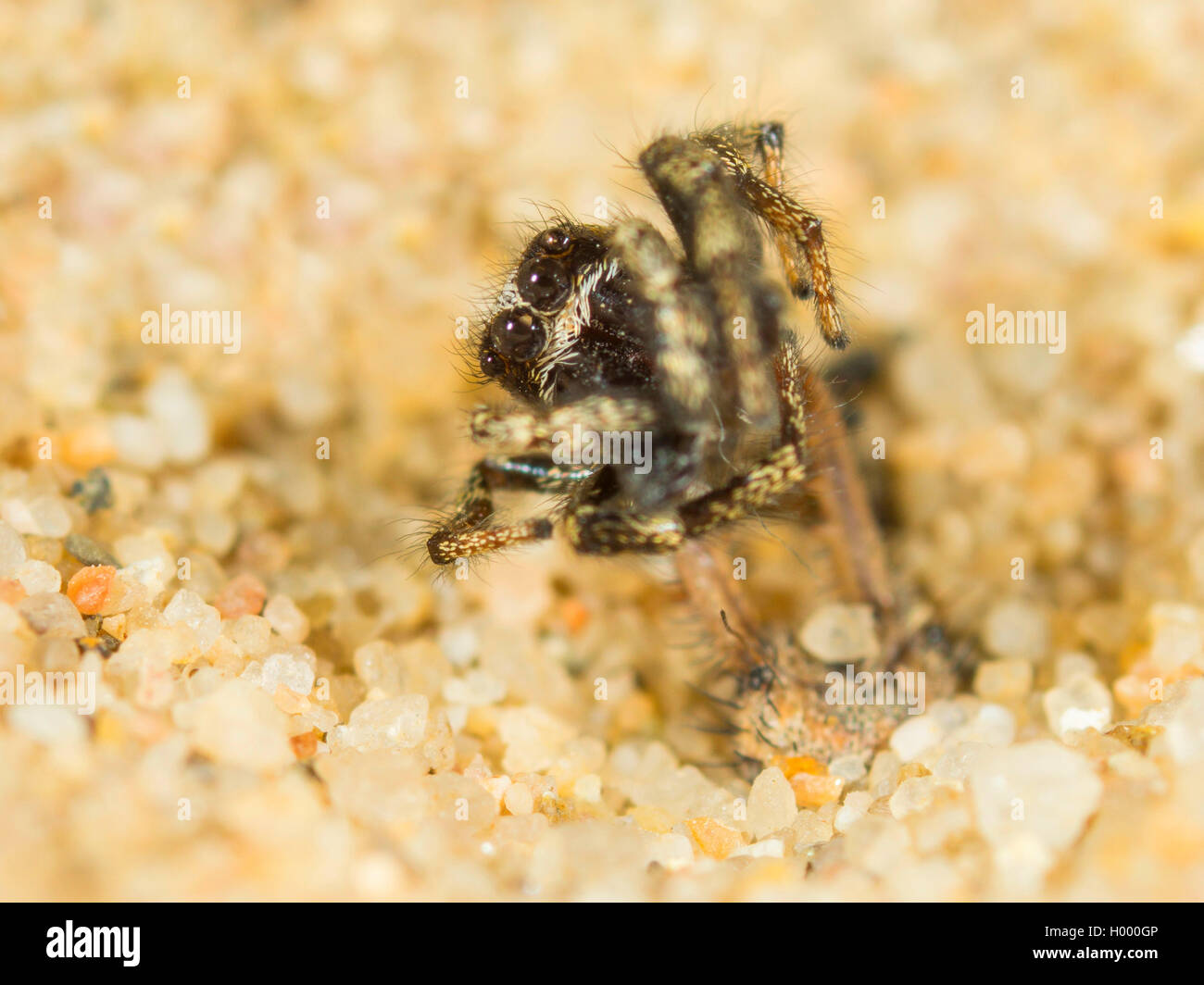 European antlion (Euroleon nostras), Mature Antlion sucking a captured ...