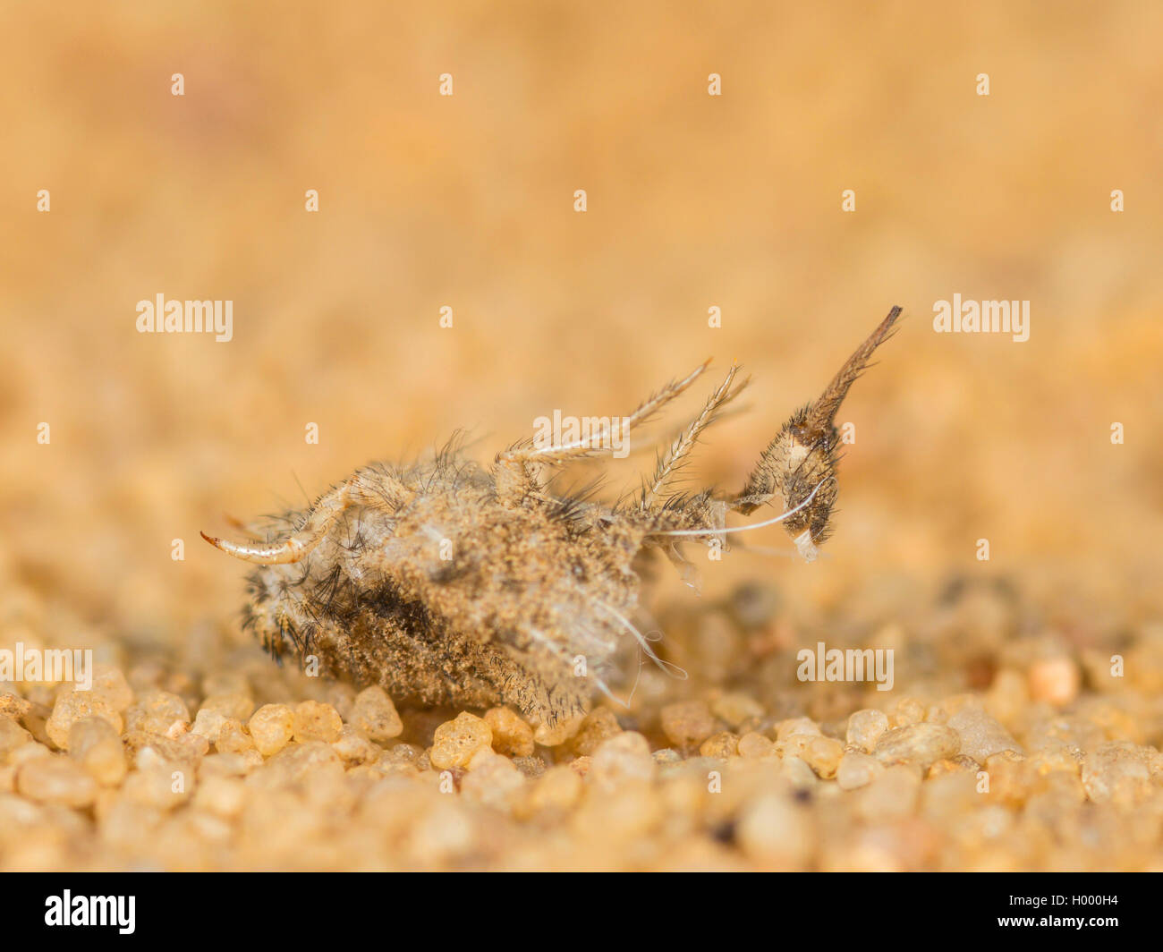 European antlion (Euroleon nostras), The exuvia of the larva (Antlion ...