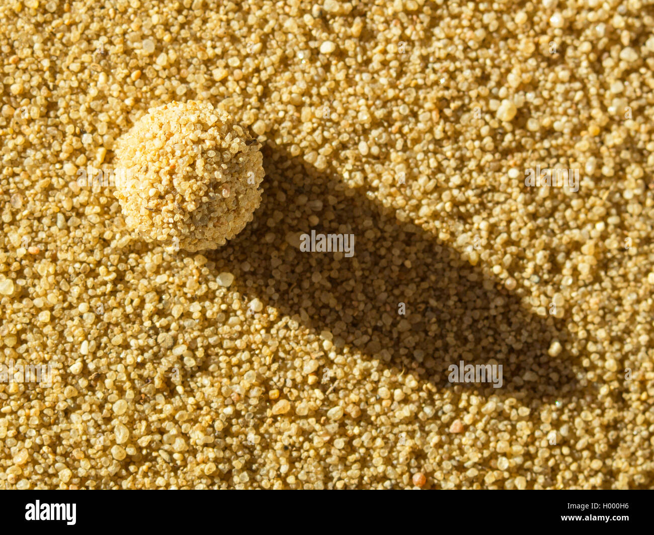 Ant lion cocoon hi-res stock photography and images - Alamy