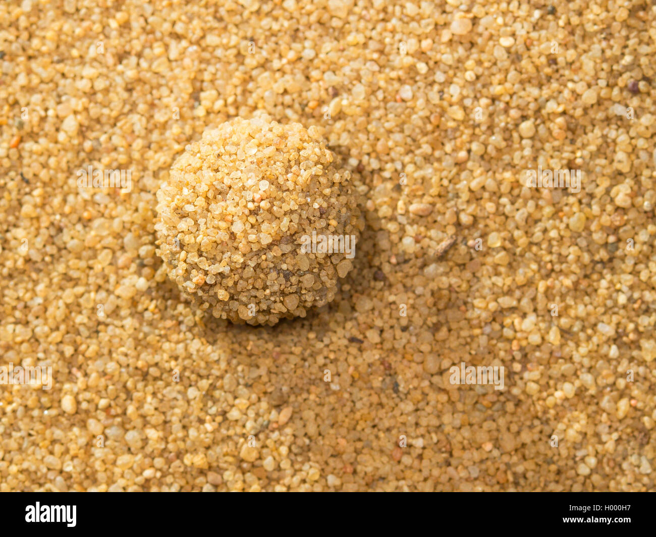 European antlion (Euroleon nostras), Cocoon of the Antlion on sandy ...